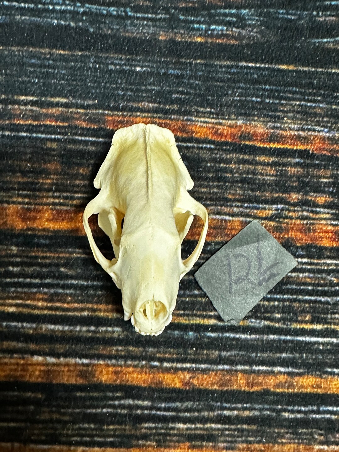 Real XL Skunk Skull Bone Animal Mount Man Cave Cabin Western Decor ...