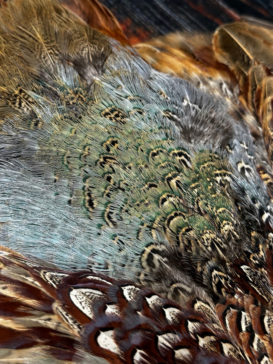 Real Ringneck Pheasant Skin Feather Millinery Bustle Western Decor Art ...