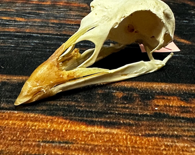 Turkey Skull - Etsy