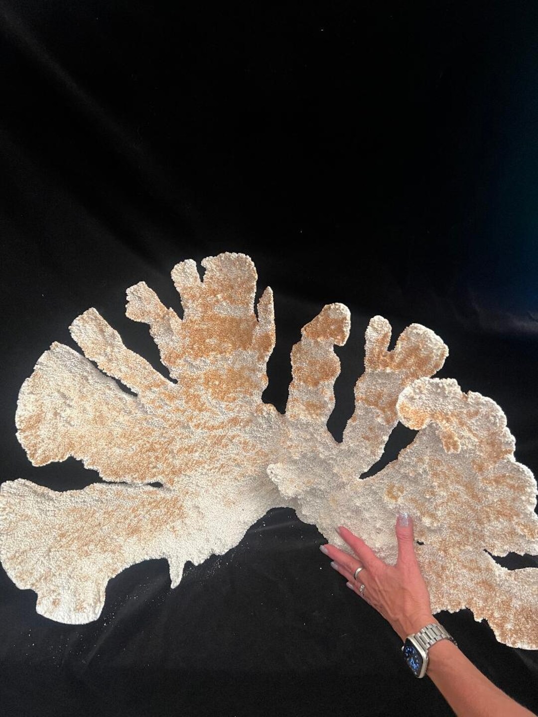 Vintage Colossal Elk Horn White Coral Fan Aquarium Centerpiece Coastal ...