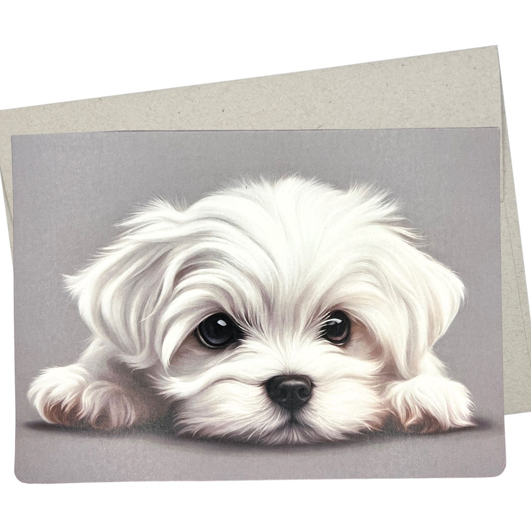 Maltese Card, Maltese Birthday Card (1 Premium Card, 5X7 Inch) Dog Card ...