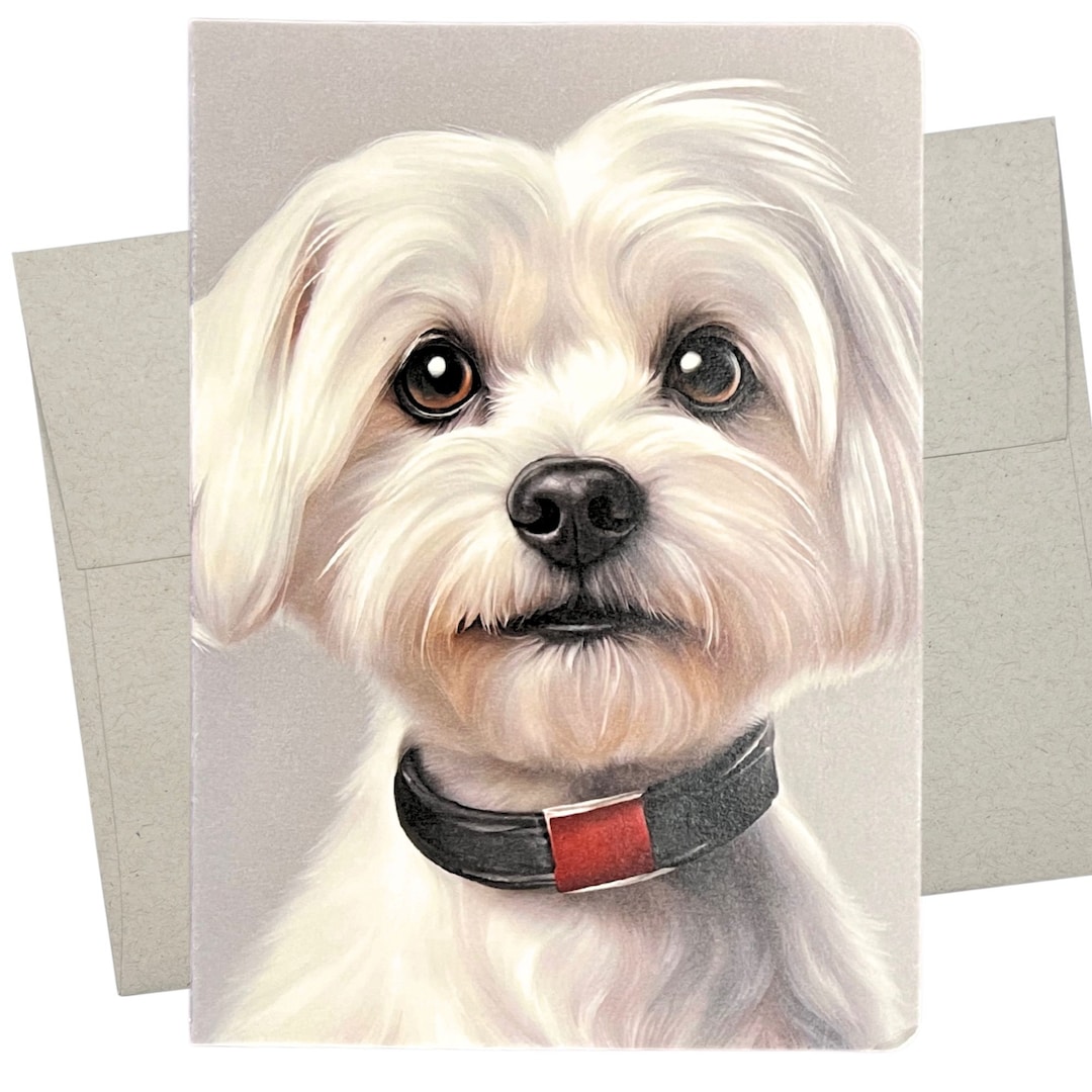 Maltese Greeting Card (1 Premium Card, 5X7 Inch) Dog Card Blank for ...