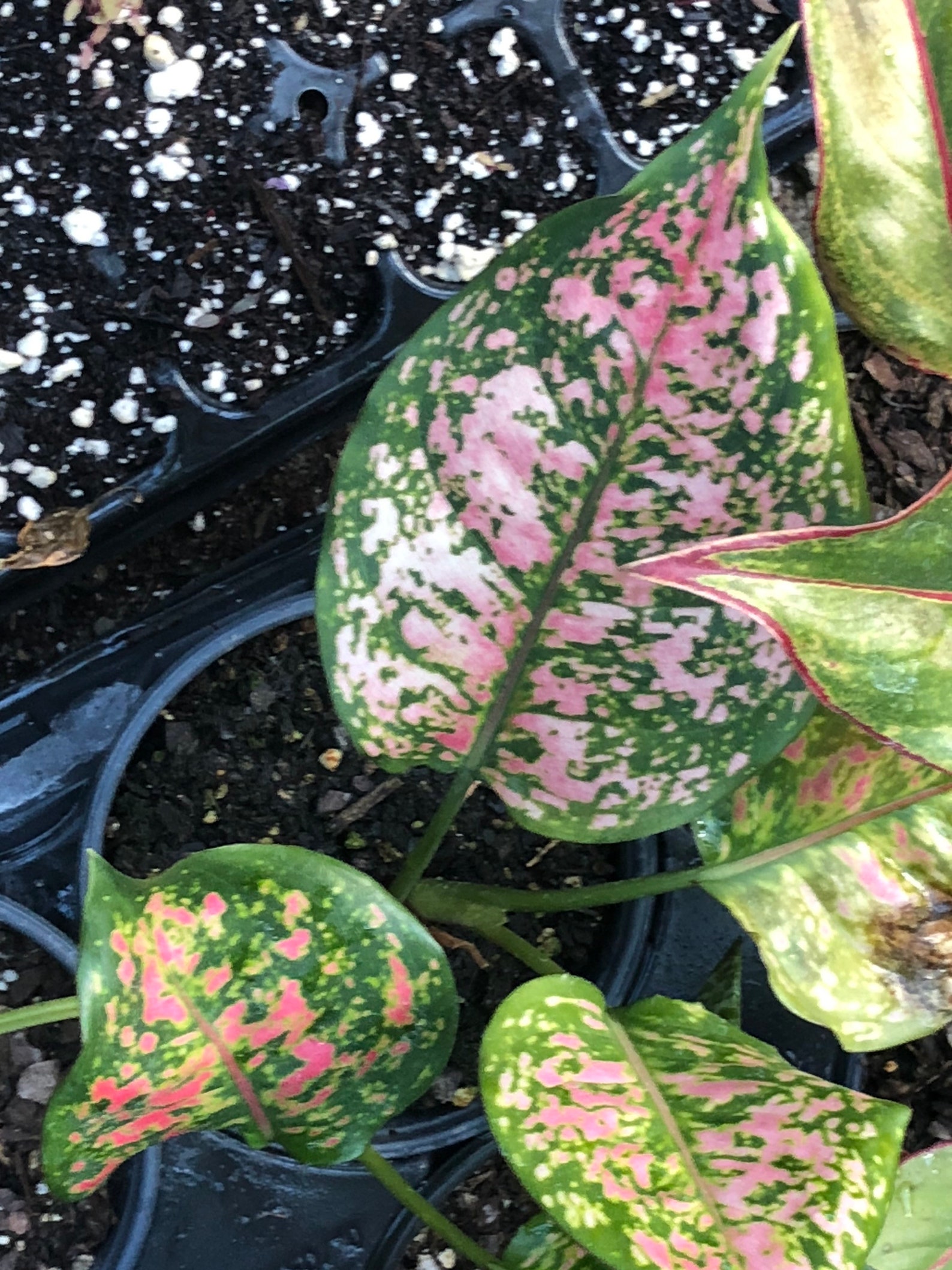 Aglaonema Ruby Ray 5 live plant | Etsy
