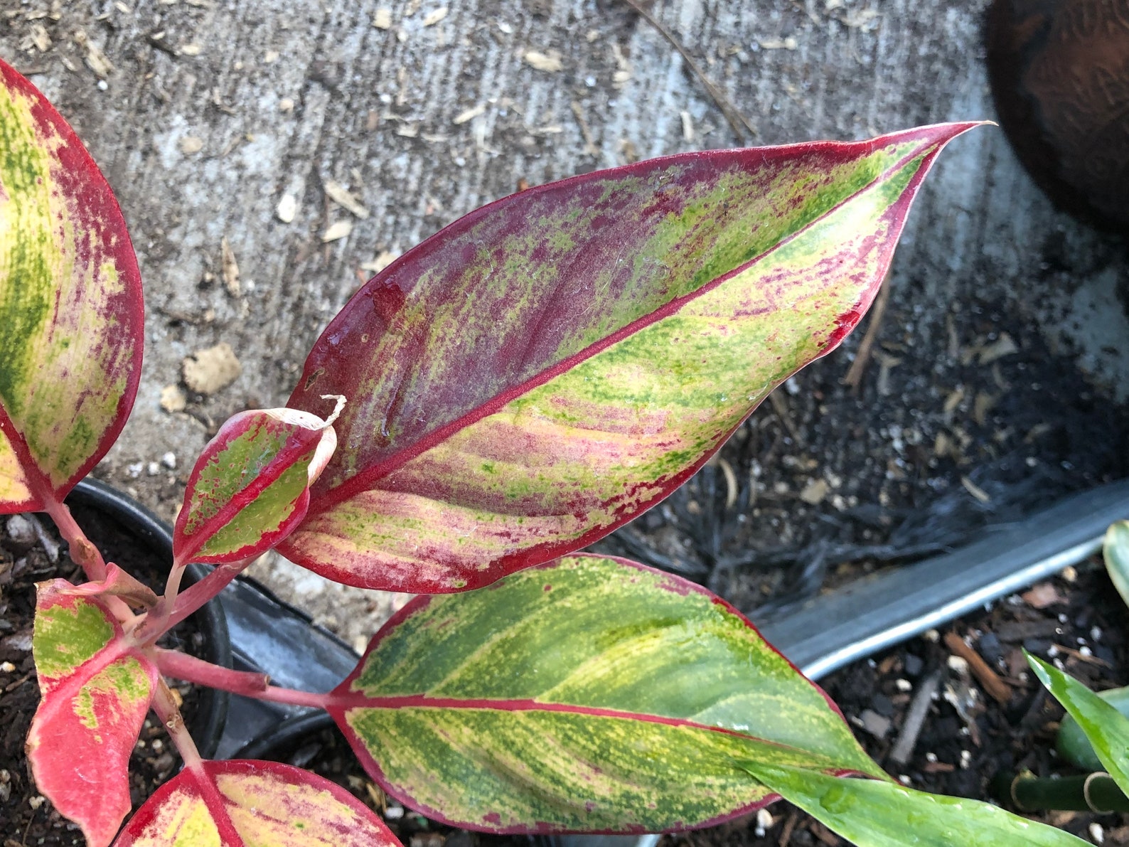 Aglaonema Ruby Ray 5 Live Plant | Etsy