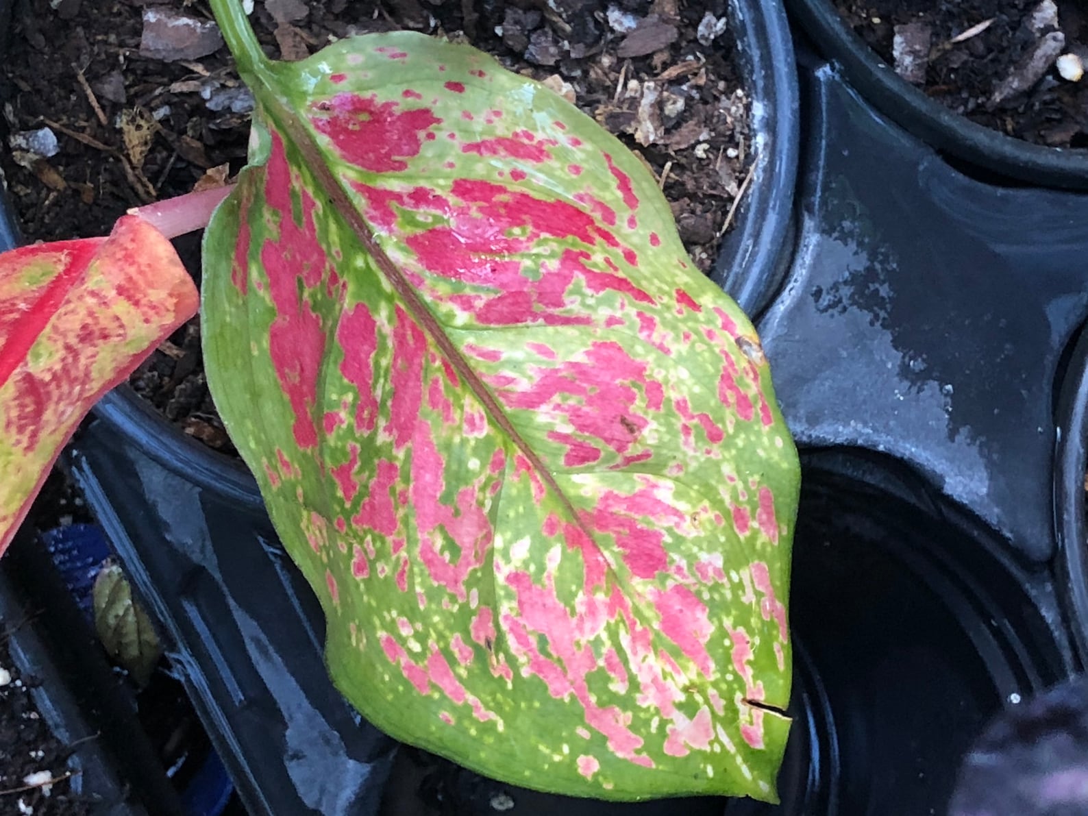 Aglaonema Ruby Ray