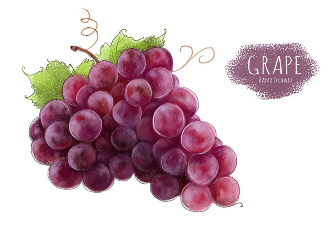 Grape Digital Painting Printable Art Food Illustration Instant Download ...