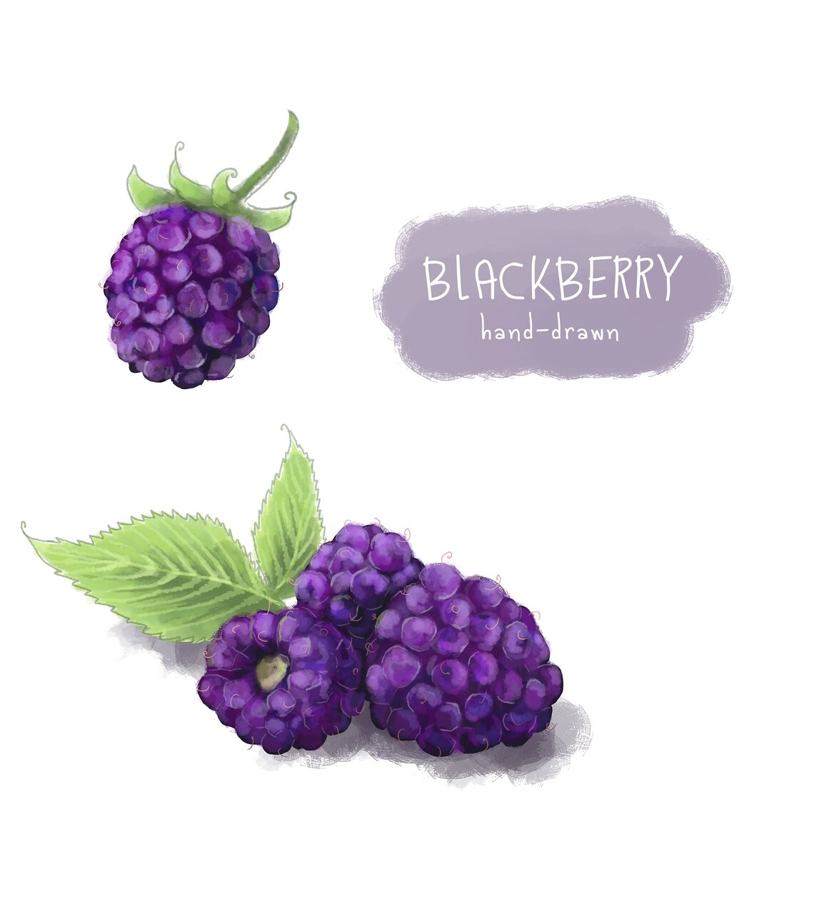 Berries Instant Download Printable Blackberry PNG PDF Digital Hand ...