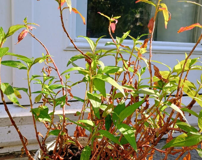 Living Vietnamese Cilantro Live Plant in a Tiny Pot, Vietnamese ...