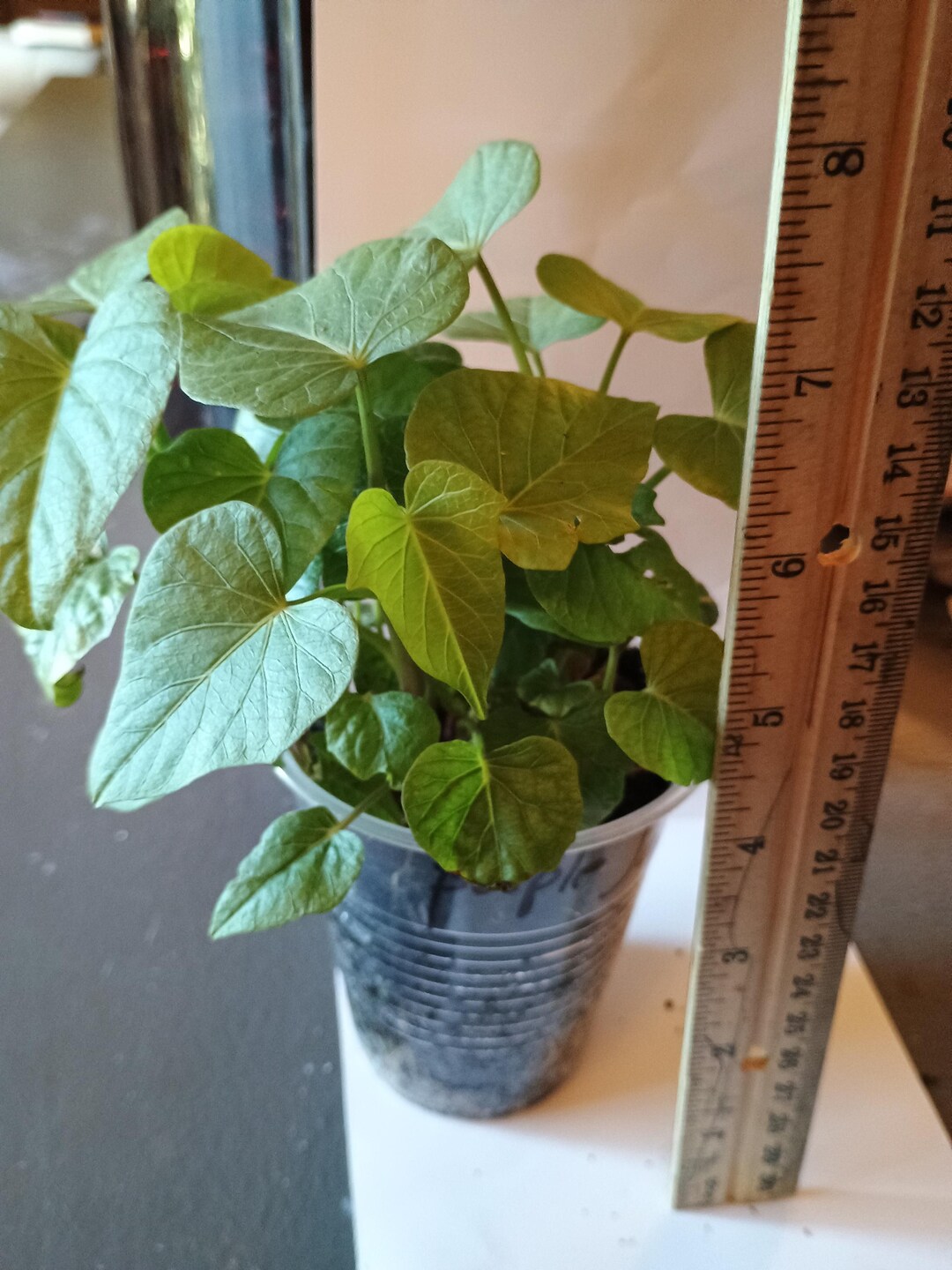 Purple Potatoes Vine Rooting in Small Pot-organic Homegrowth - Etsy