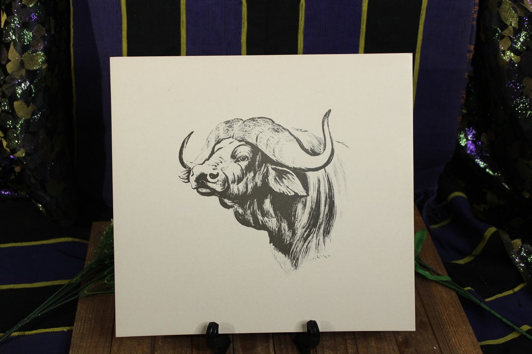 African Water Buffalo Print: Black and White Cardstock Picture (14in X ...