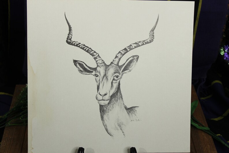 African Springbok Print Picture on Cardstock White Black 14in X 13in ...