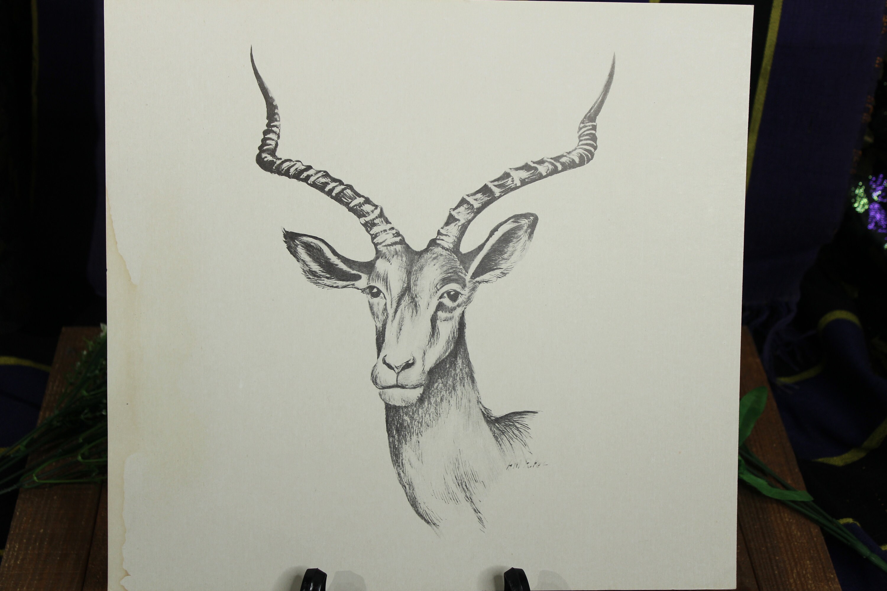 African Springbok Print Picture on Cardstock White Black 14in X 13in ...