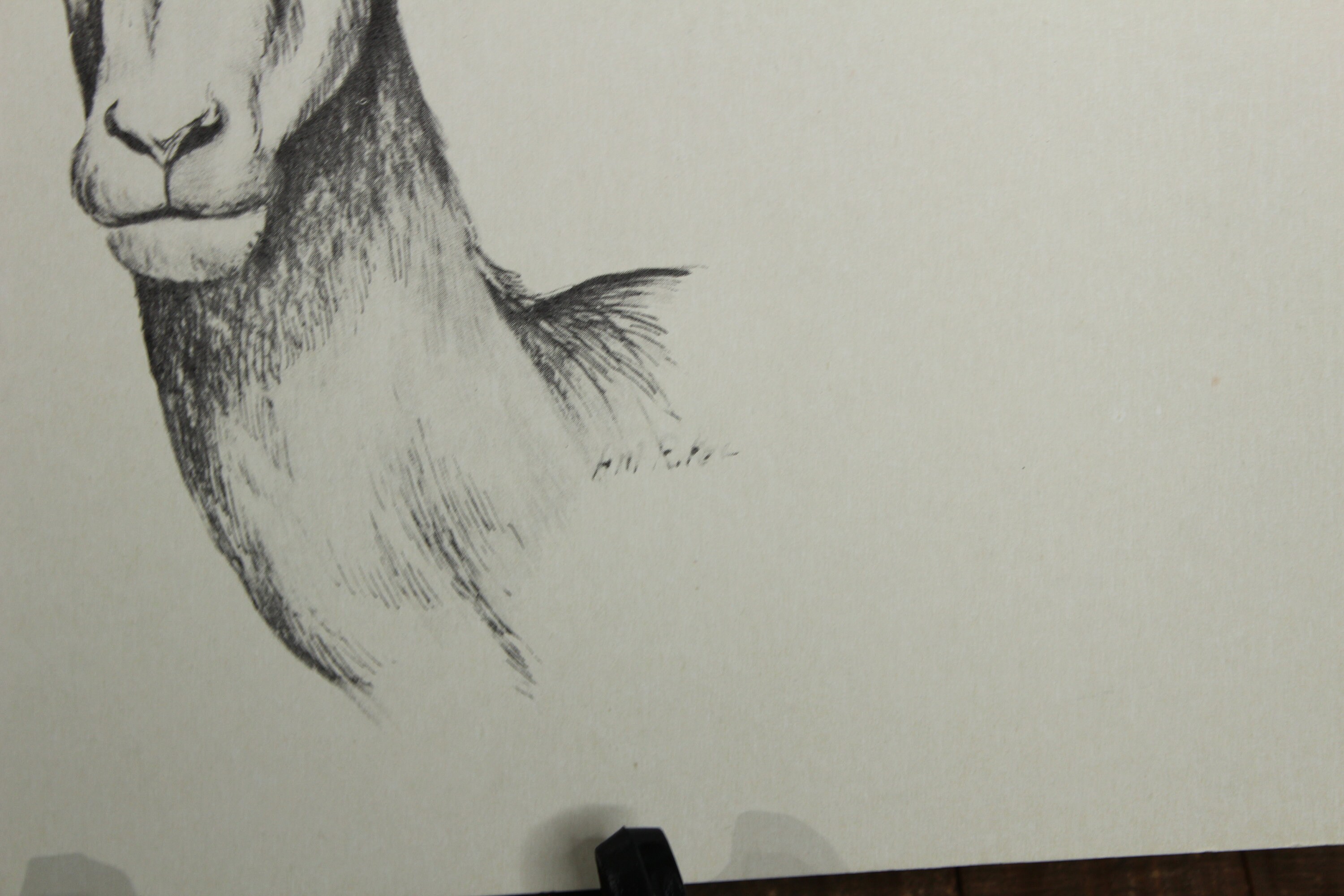 African Springbok Print Picture on Cardstock White Black 14in X 13in ...