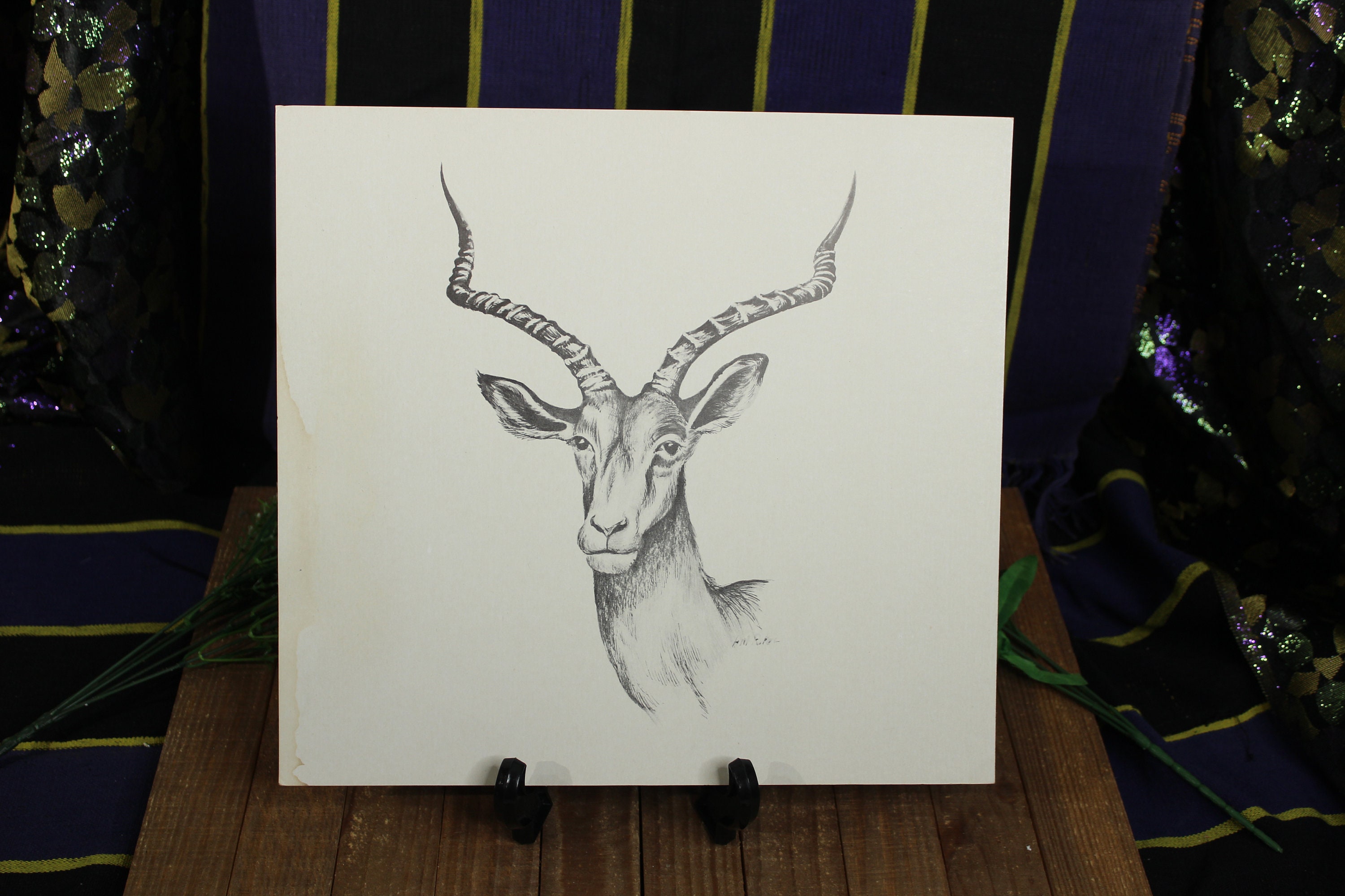 African Springbok Print Picture on Cardstock White Black 14in X 13in ...