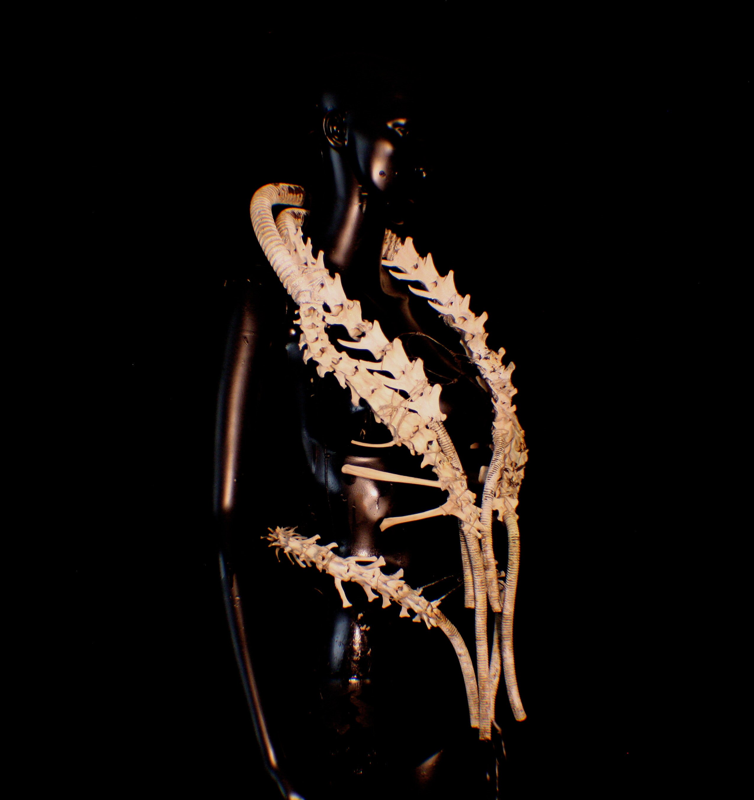 Real Bone Armor: artemis articulated Sheep Vertebrae - Etsy