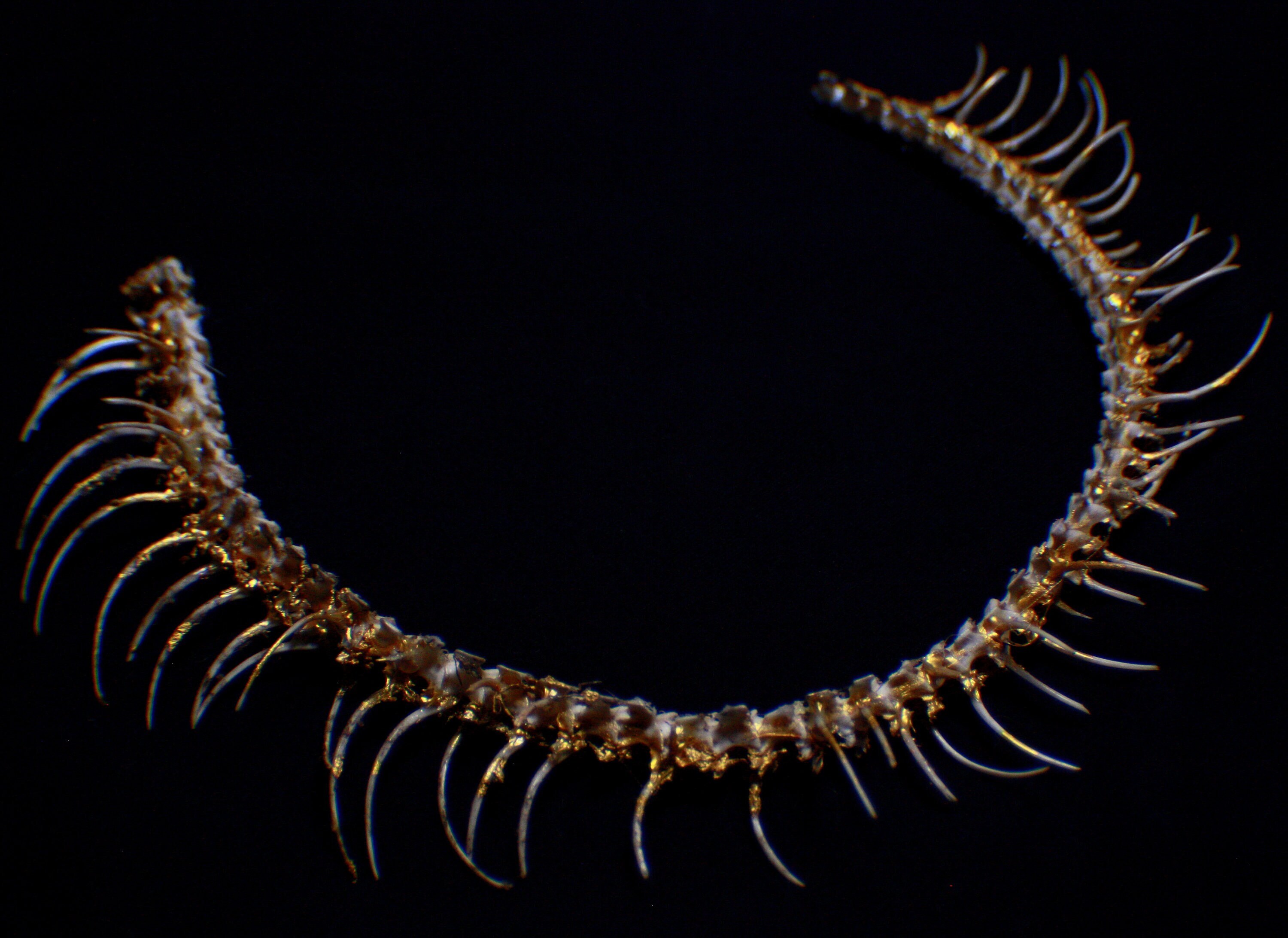 Bone "crown of Thorns" -- Fish Skeleton Tiara/headband With Gold ...