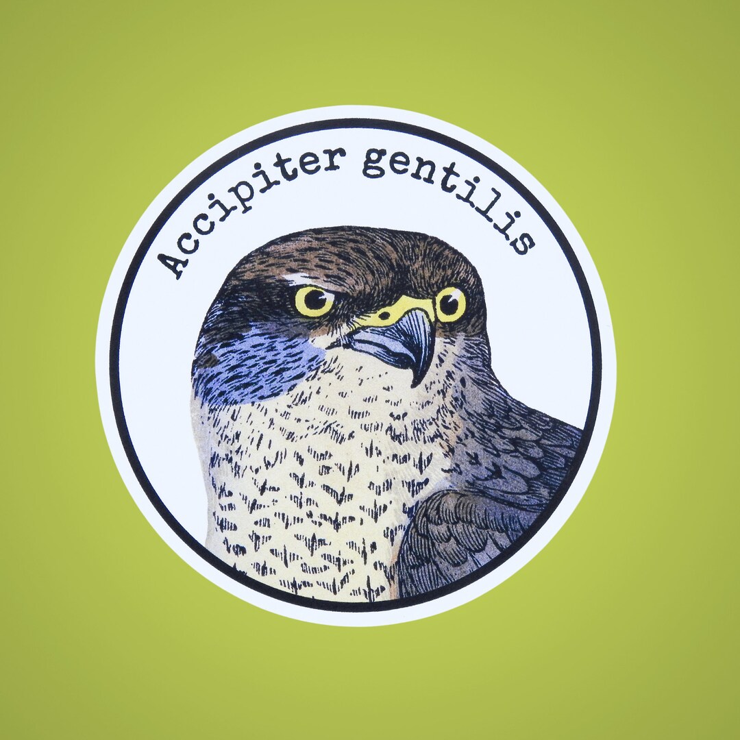 Northern Goshawk Sticker: Vintage Bird Art, Waterproof Vinyl (4"x4") - Etsy