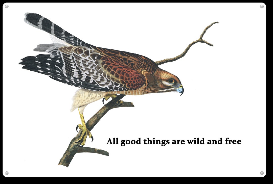 Red-shouldered Hawk Metal Sign: Vintage Art, Thoreau Quote - Etsy