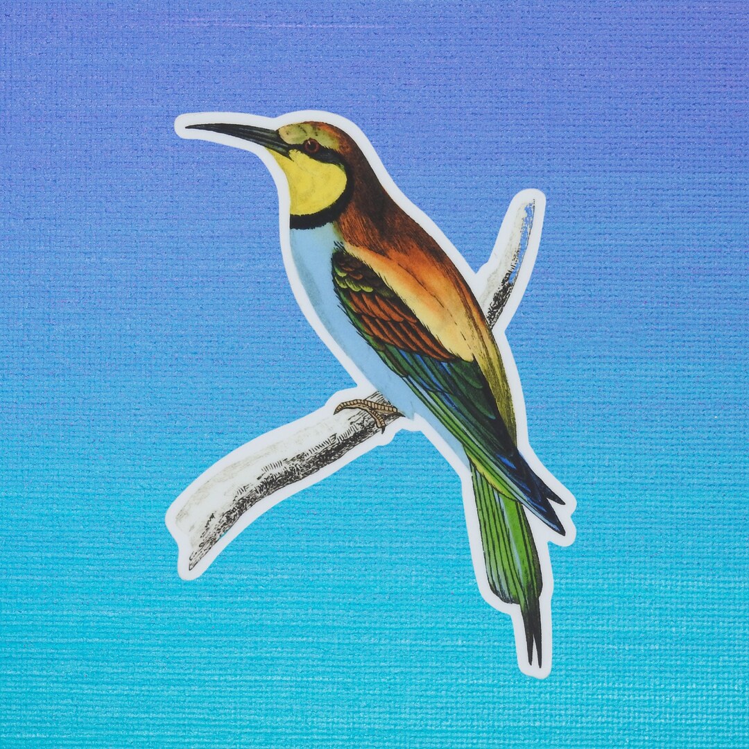 Bee Eater Bird Sticker: Vintage Style Matte Vinyl Decal - Etsy