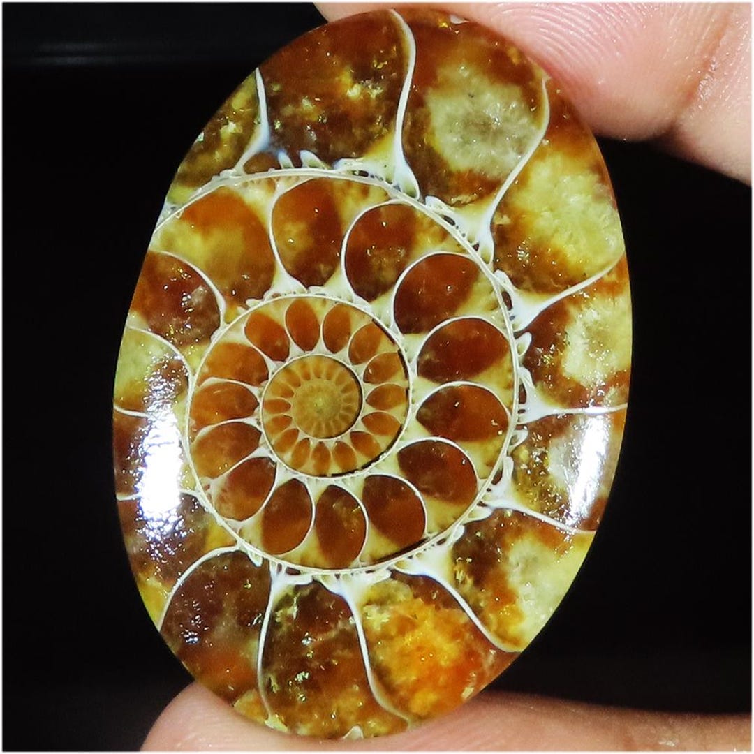 Natural Ammonite Fossil Gemstone | Mix Shape Cabochon Ammonite Fossil ...