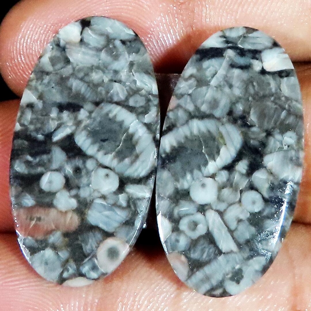 Natural Crinoid Fossil Cabochon Pair: Loose Gemstone for Jewelry Making ...