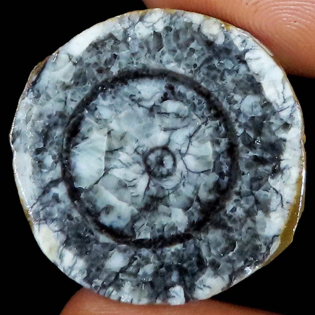 Natural Orthoceras Fossil Slice Gemstone | Orthoceras Slice Cabochon ...