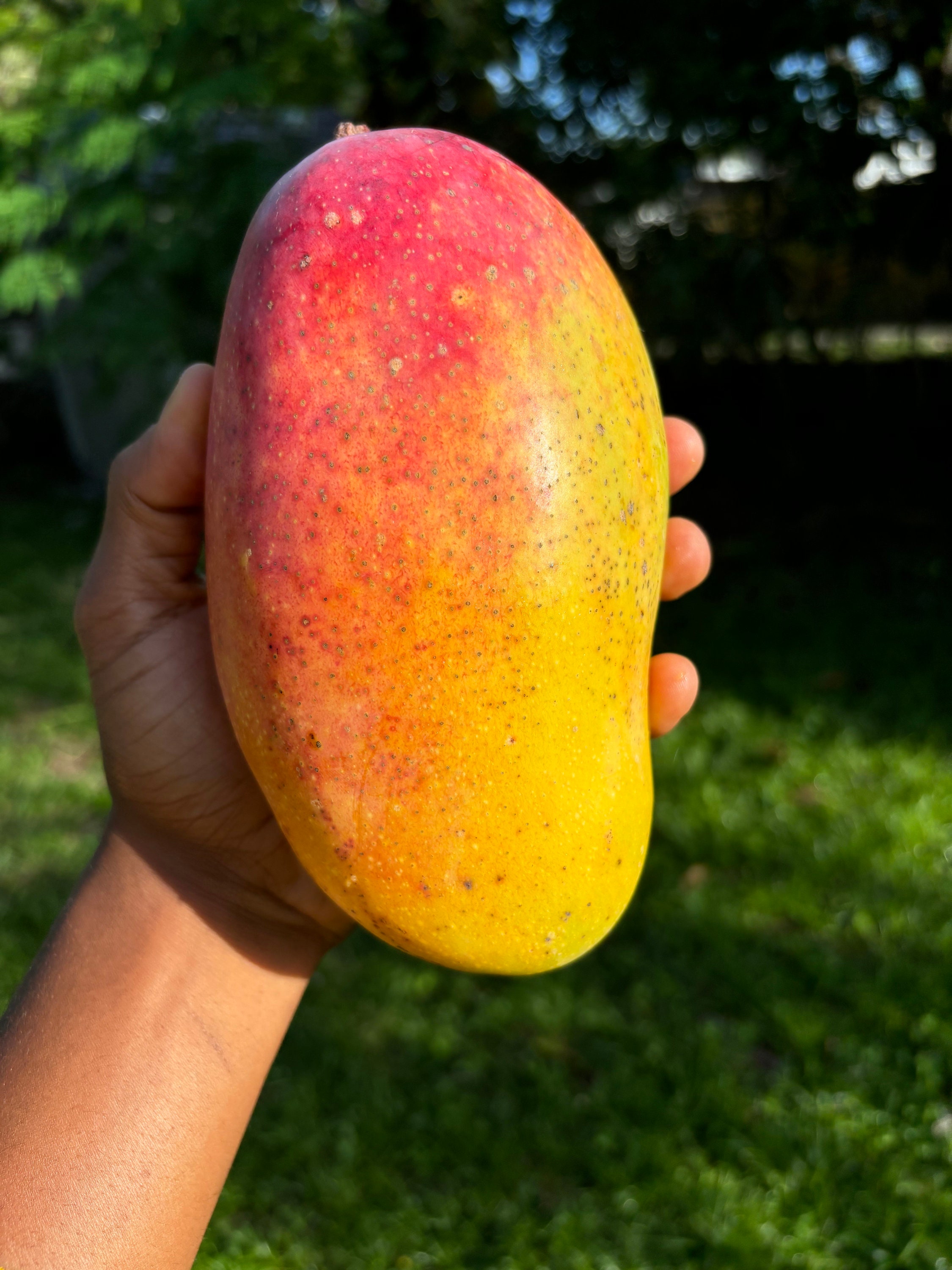 Valencia Pride Mango Trees - Etsy