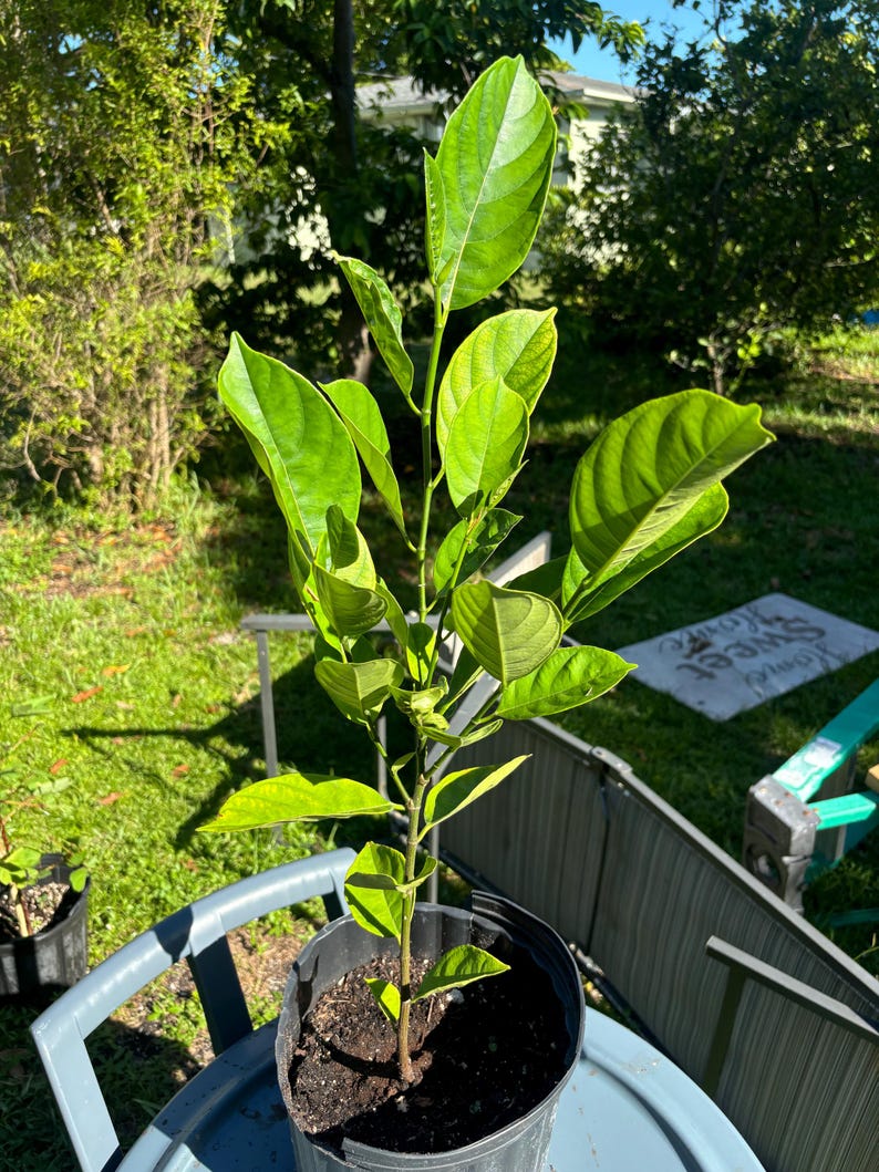 Jackfruit Seedling Tree (1.5 Ft Tall) - Etsy