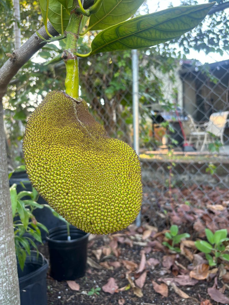 Jackfruit Seedling Tree (1.5 Ft Tall) - Etsy