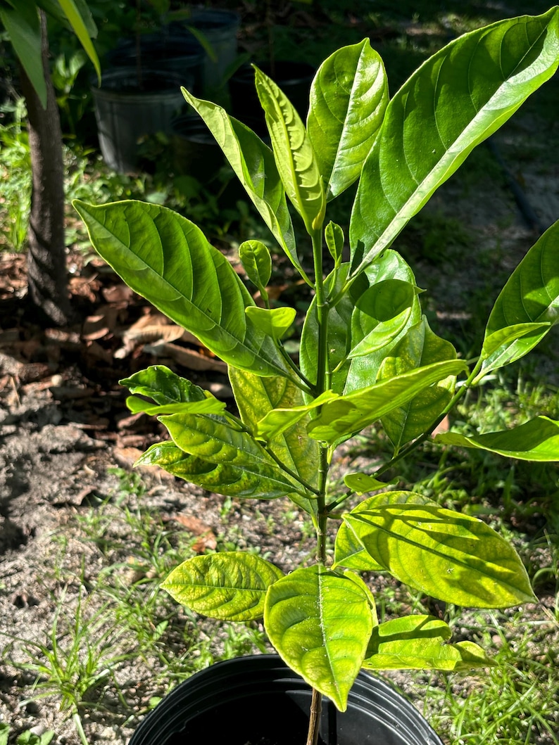 Jackfruit Seedling Tree (1.5 Ft Tall) - Etsy