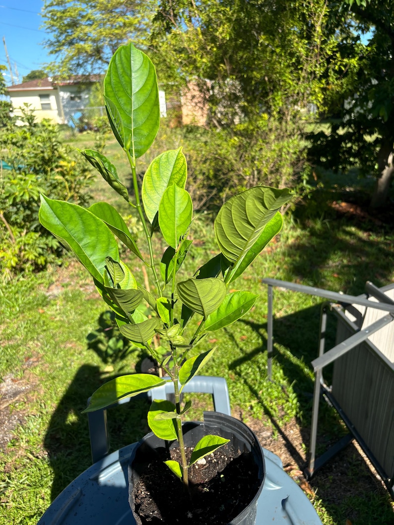 Jackfruit Seedling Tree (1.5 Ft Tall) - Etsy