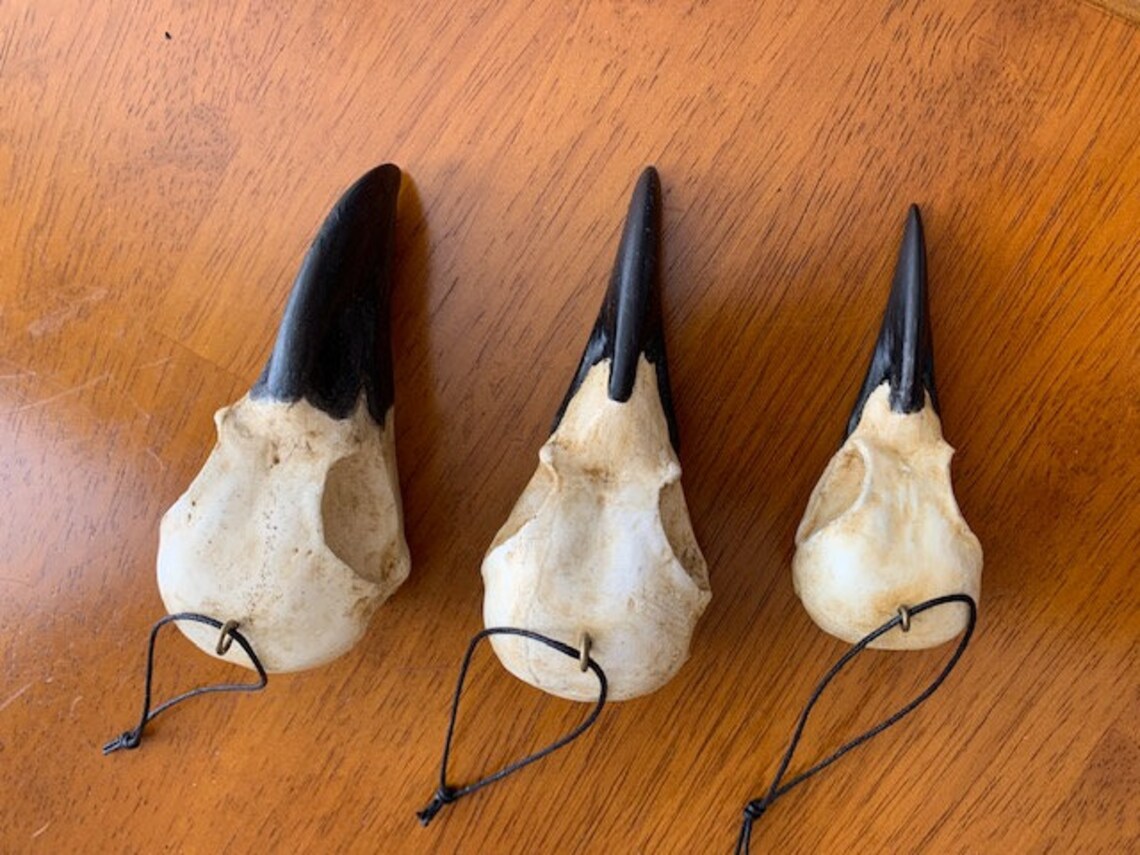 African Raven, Common Raven, Common Crow Skull - Etsy