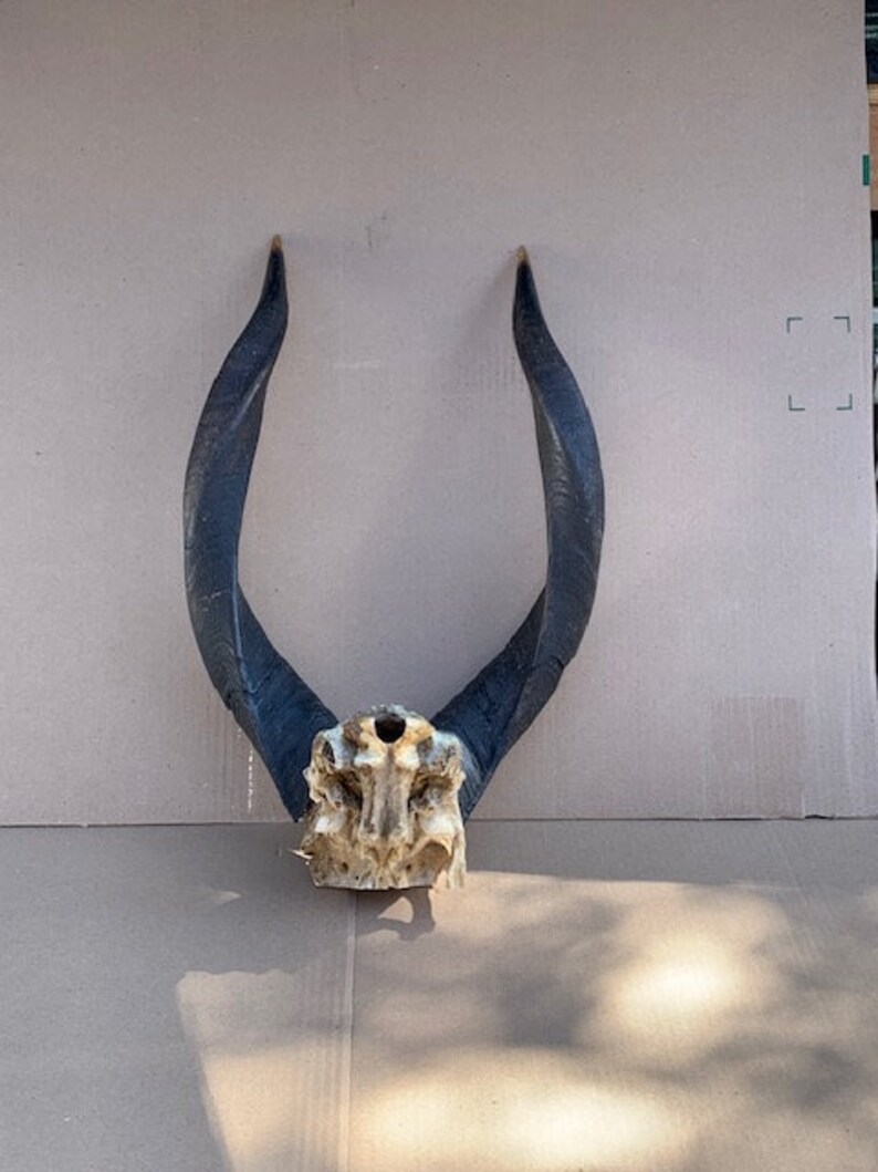 African Sitatunga Horns - Etsy