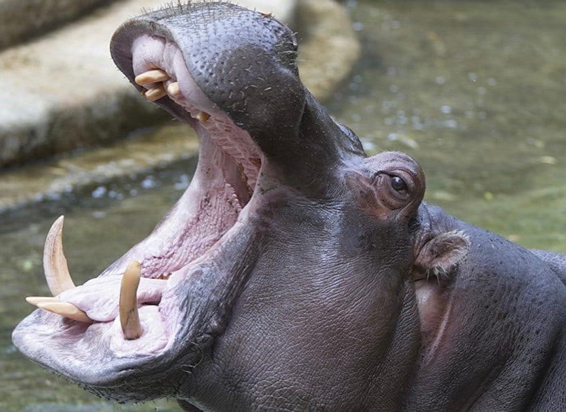 African Hippo Tooth Ornament - Etsy