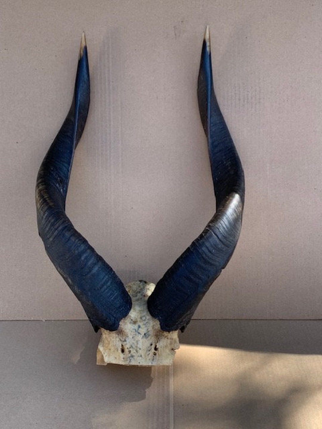 African Sitatunga Horns - Etsy