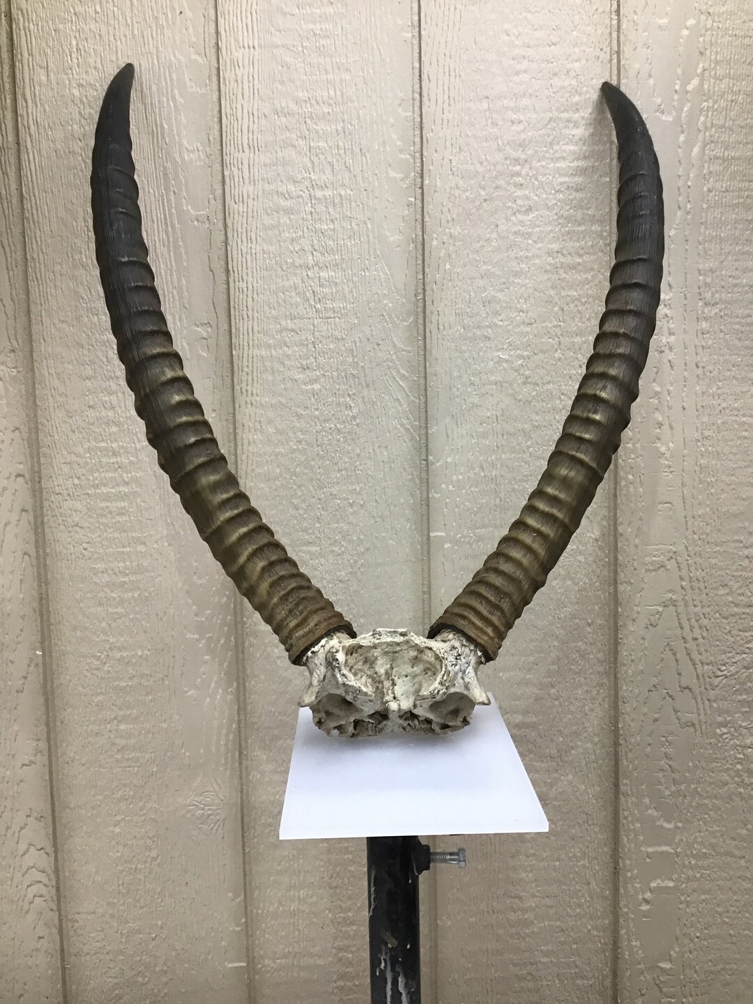 African Water Buck Horns - Etsy
