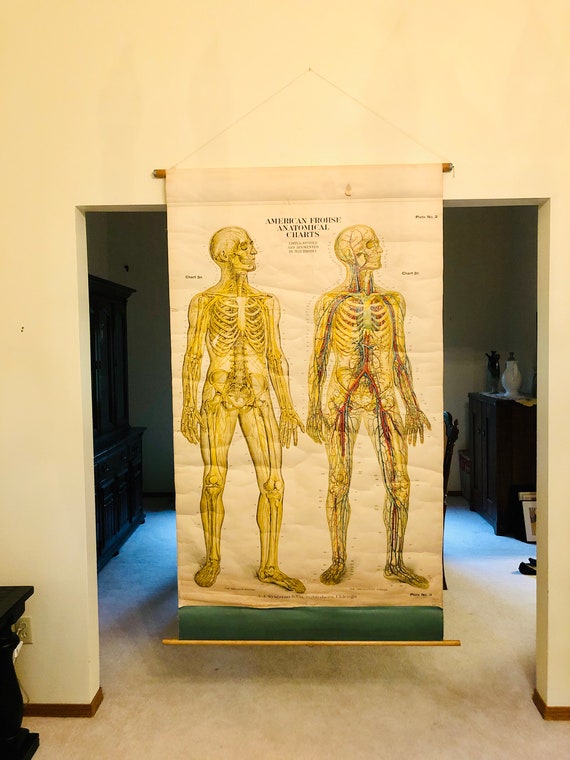 Anatomy Poster Anatomy Chart of the Circulatory and Nervous | Etsy Canada