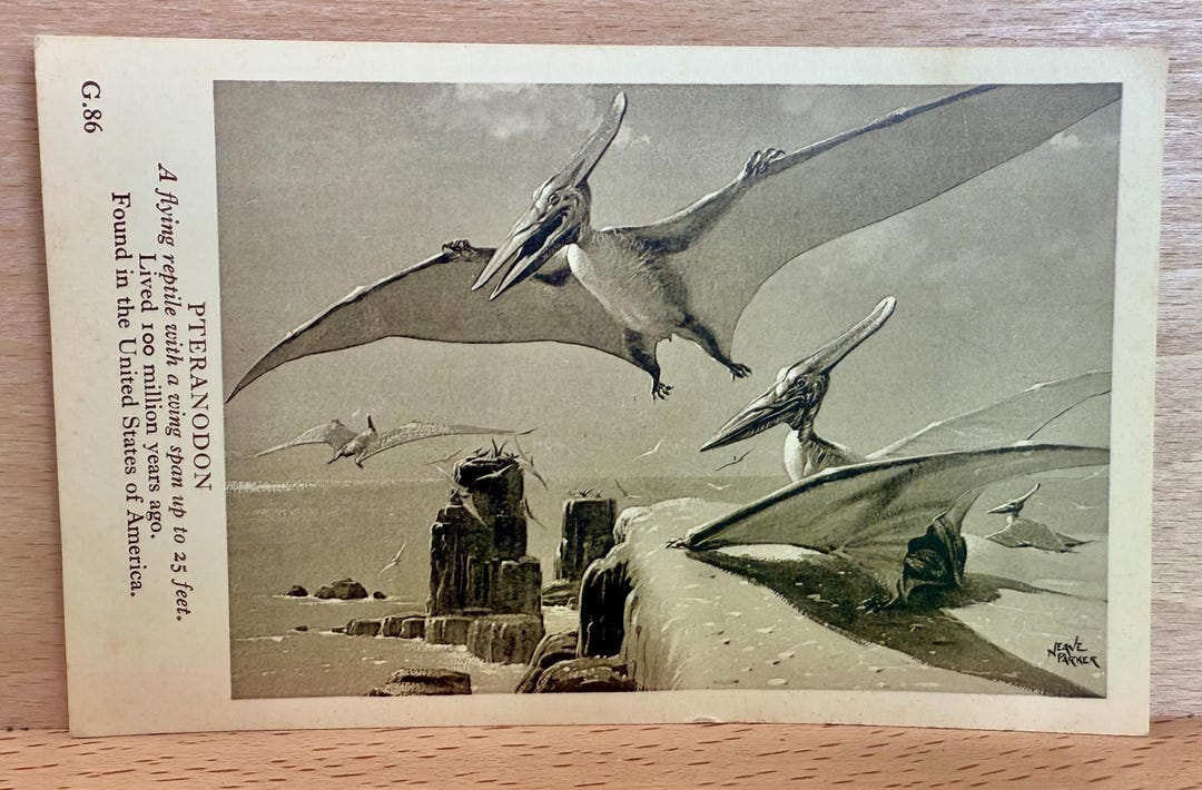 Dinosaur Postcard, Pteranodon, Vintage Black and White Postcard, - Etsy