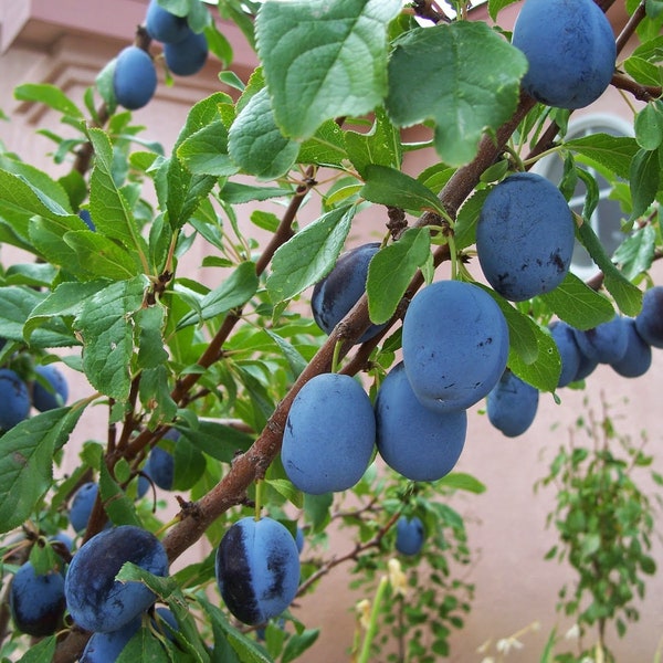 Italian Plum Tree - Etsy