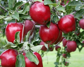 Gold Rush & Yellow Delicious Apple Tree Package - Etsy