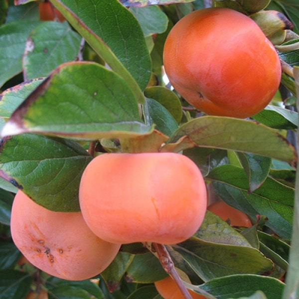 Dwarf Persimmon Tree - Etsy