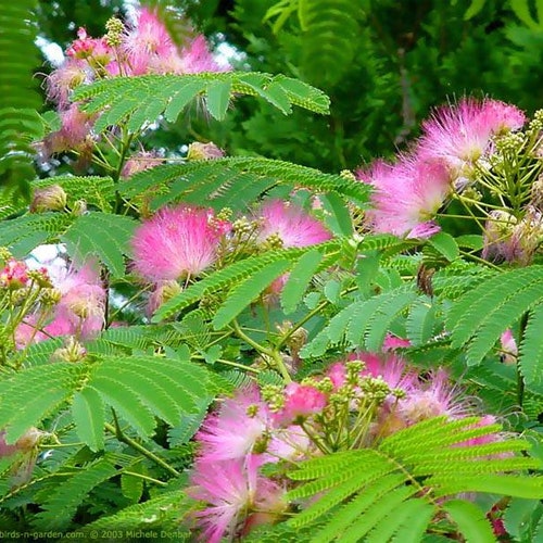 5 Summer Chocolate Mimosa Tree Seeds Silk Tree Albizia - Etsy