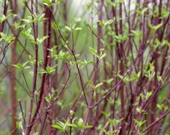 Cornus Sericea 'cardinal' Red Twig Dogwood 4 - Etsy