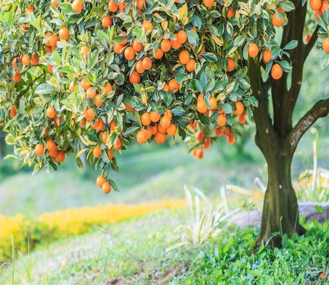 Fuyu Persimmon Tree Seedling 18 24 Inches Tall Etsy