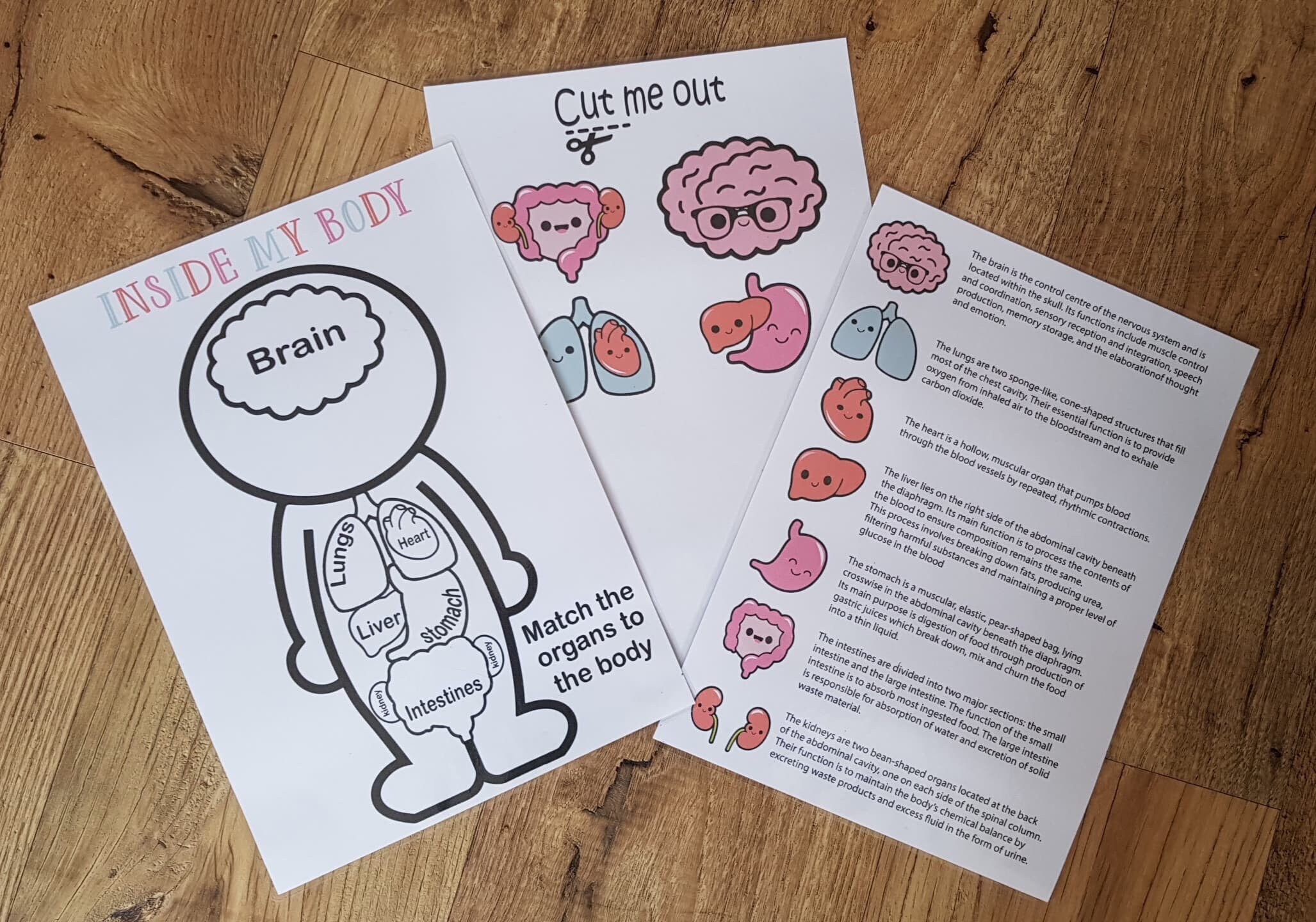 Inside My Body First Anatomy Biology Science Digital Download PDF File ...