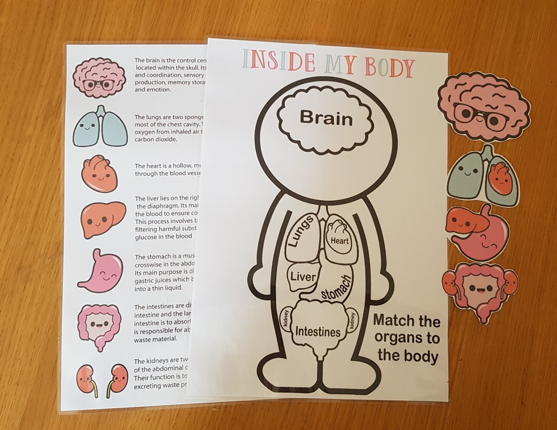 Inside My Body First Anatomy Biology Science Digital Download PDF File ...