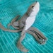 Hammerhead Sharktopus AKA Lusca - Etsy