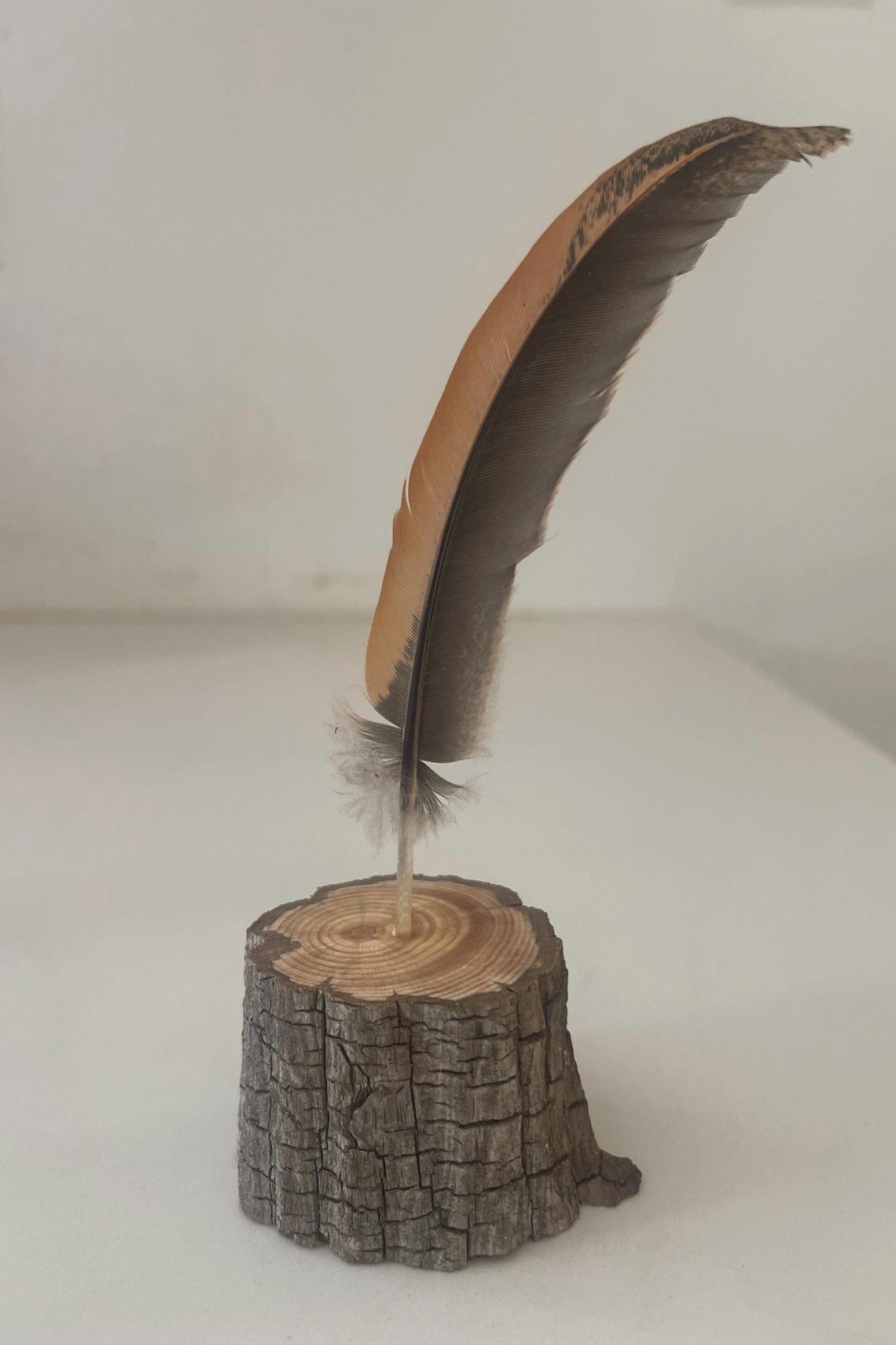 Natural Feather Displays - Etsy