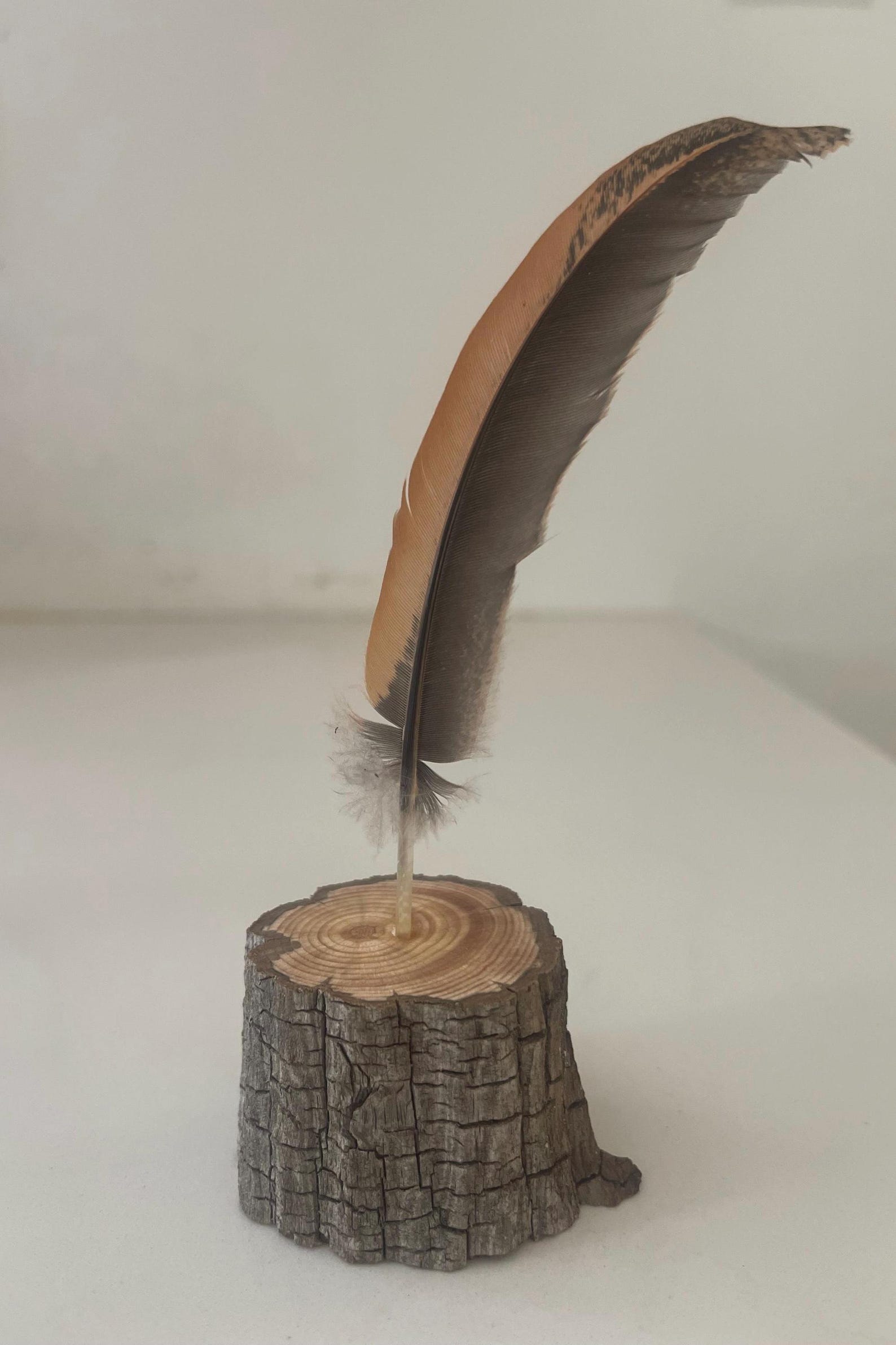 Natural Feather Displays - Etsy