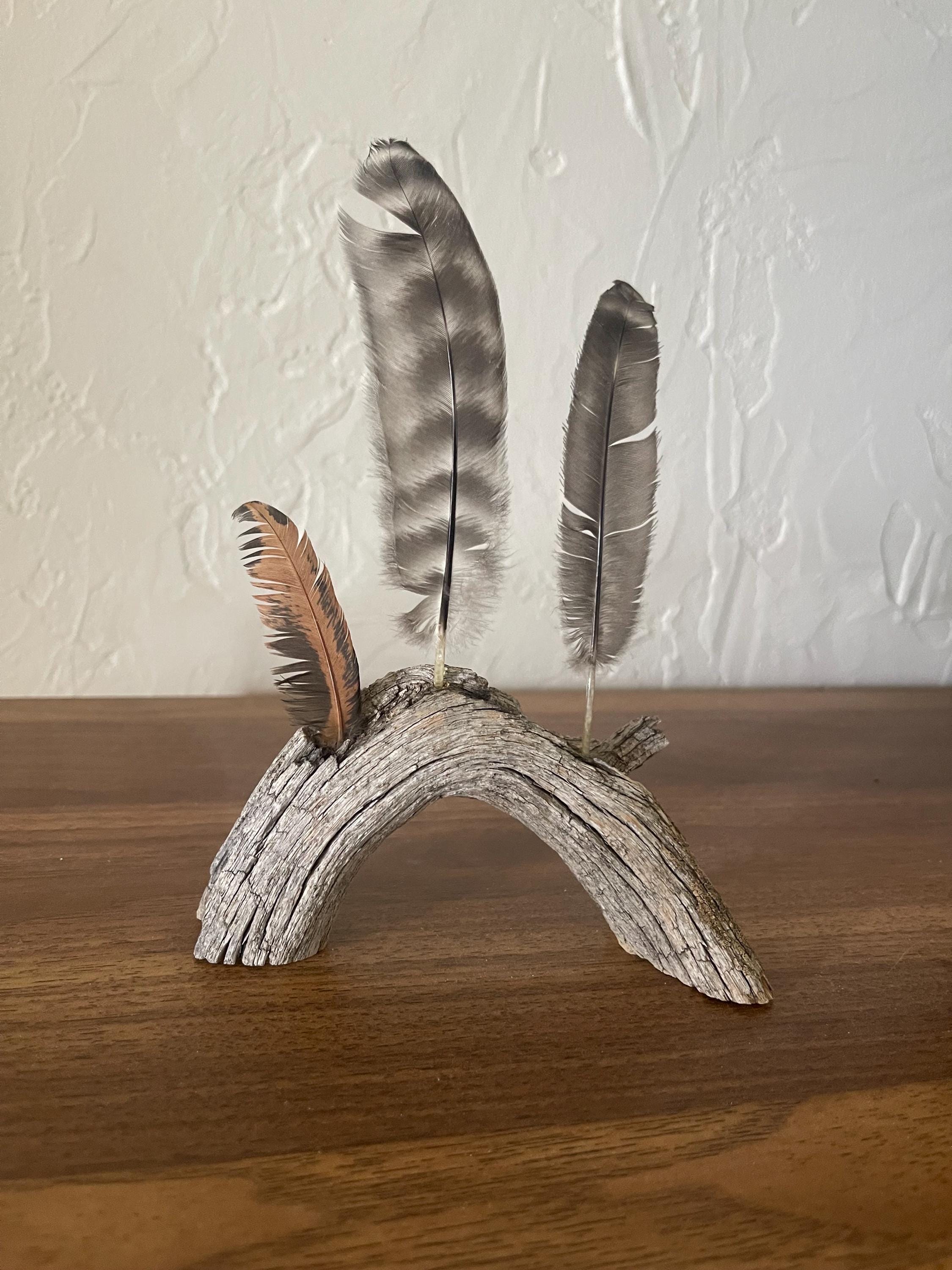 Natural Feather Displays - Etsy